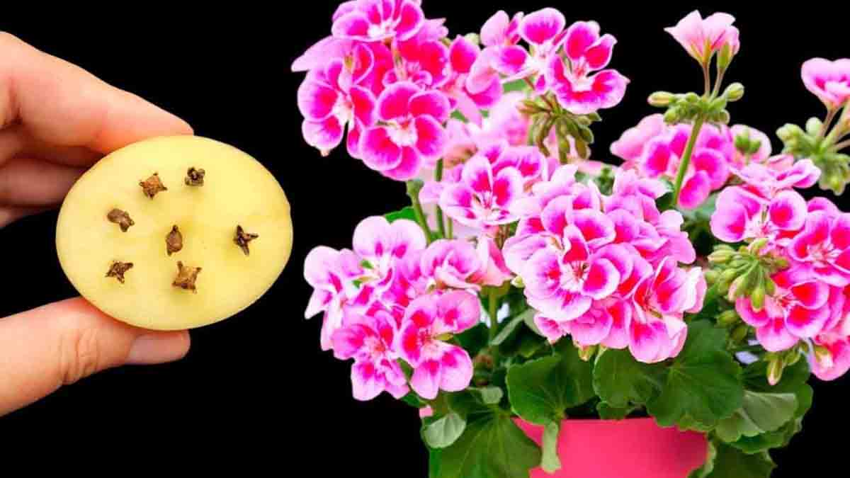 Adieu les parasites des plantes et des fleurs avec ce pesticide secret